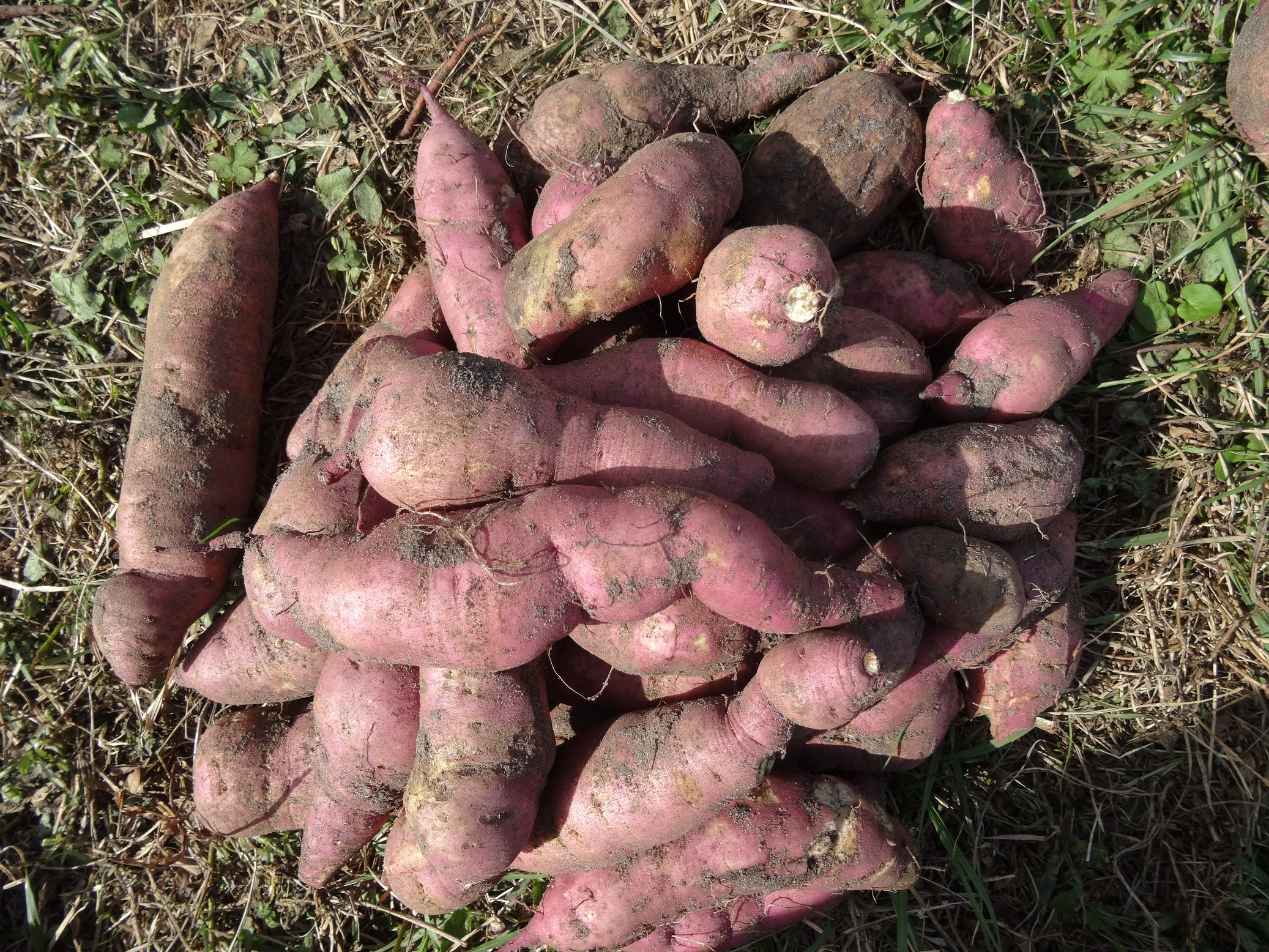 Business Plan for Sweet potato feed Manufacturing - Business Funding ...